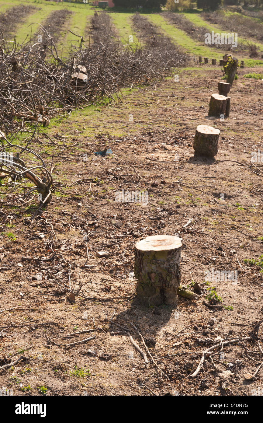 An apple orchard in the garden of England, destroyed cut back to be ...