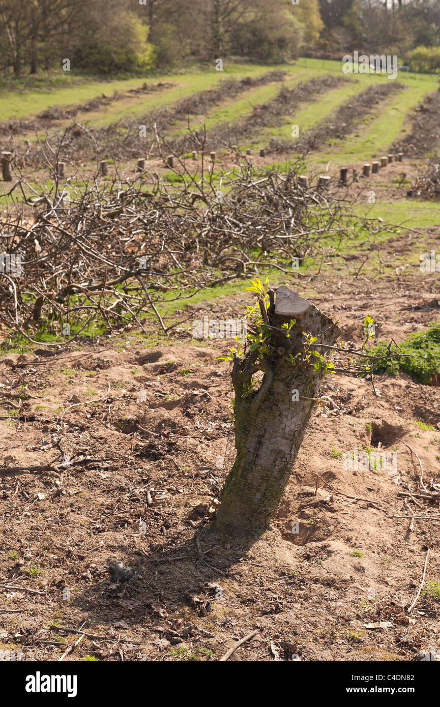 An apple orchard in the garden of England, destroyed cut back to be ...