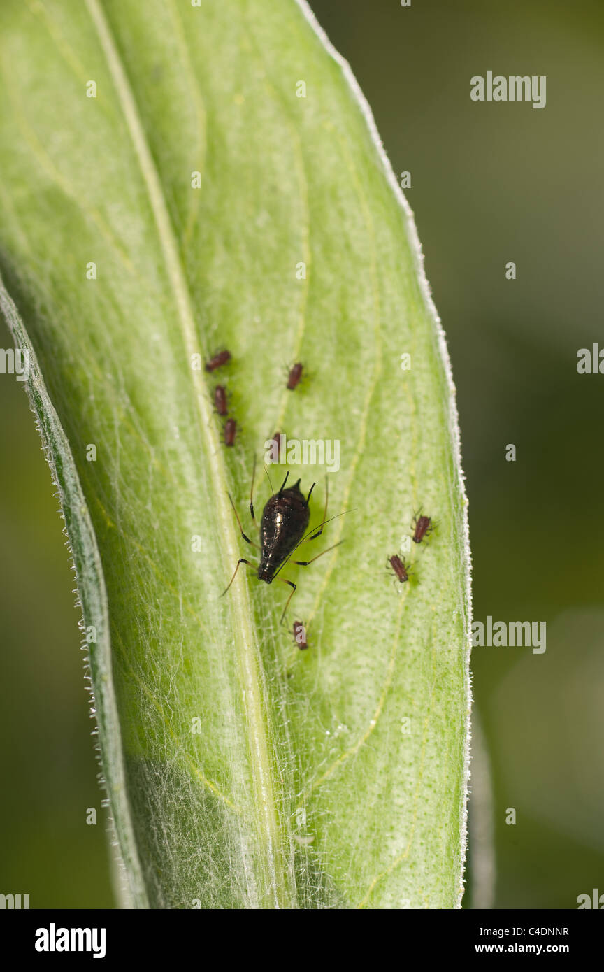 Black aphids sucking sap from plants hi-res stock photography and ...
