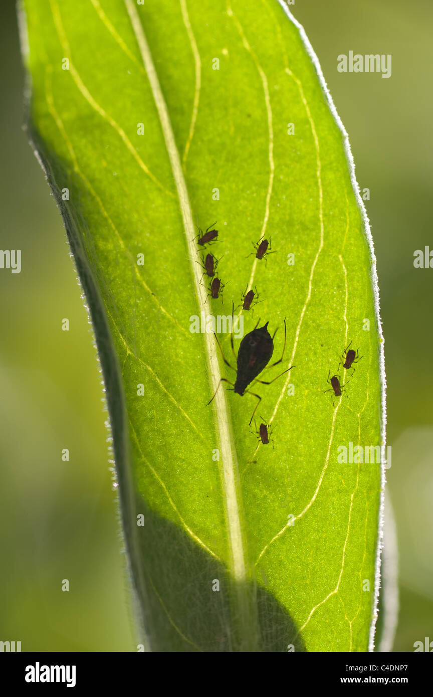 Black aphids sucking sap from plants, pest Hemiptera Stock Photo - Alamy