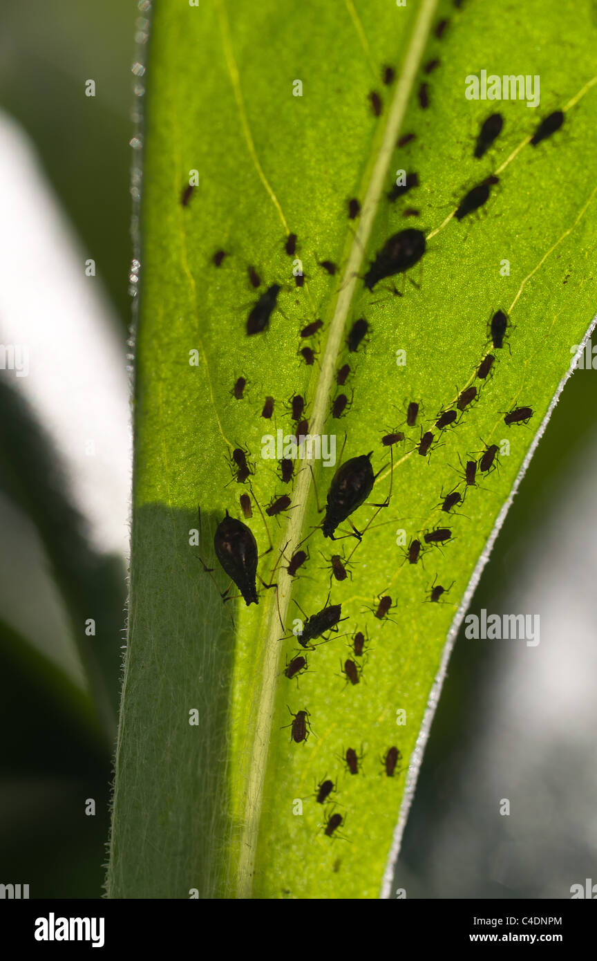 Aphid phloem hi-res stock photography and images - Alamy