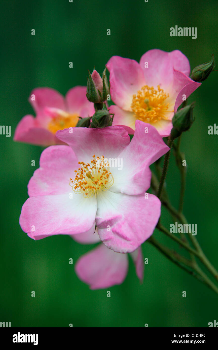 Francis Lester Rose High Resolution Stock Photography and Images - Alamy