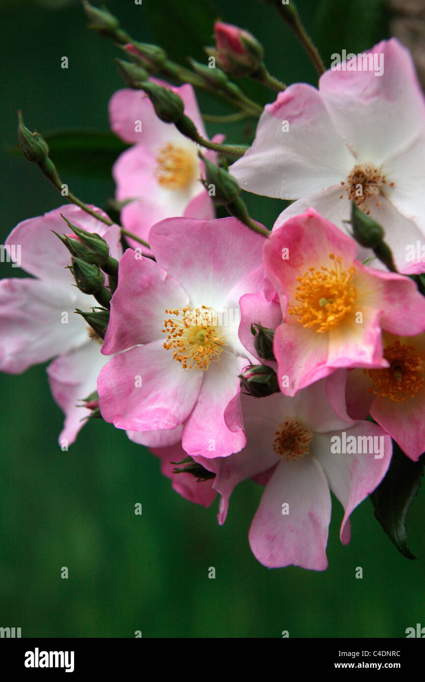 Francis Lester Rose High Resolution Stock Photography and Images - Alamy