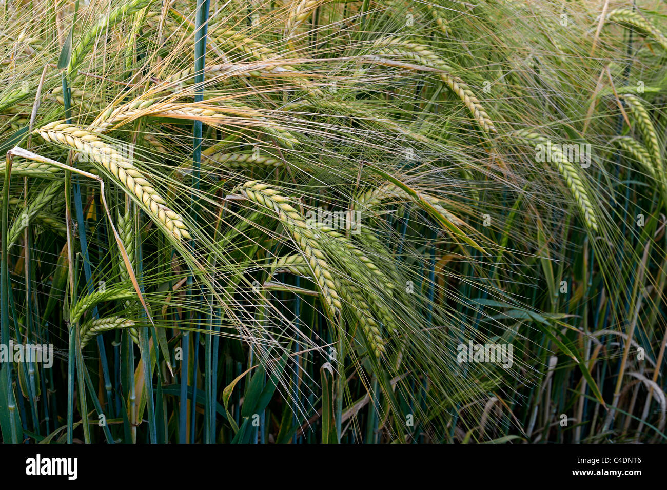 Barley ripening in evening light Stock Photo - Alamy