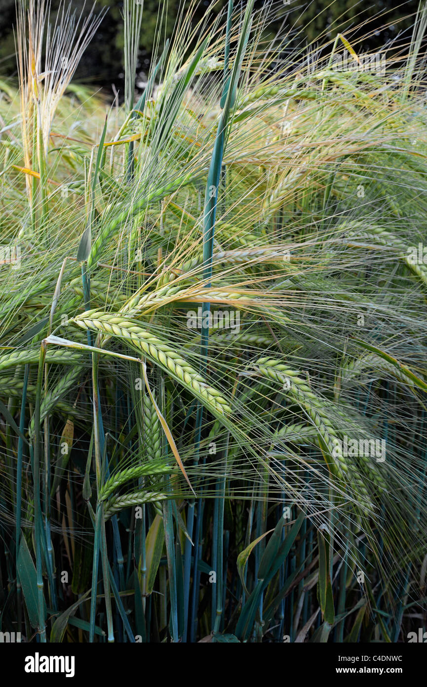 Barley farming europe hi-res stock photography and images - Alamy