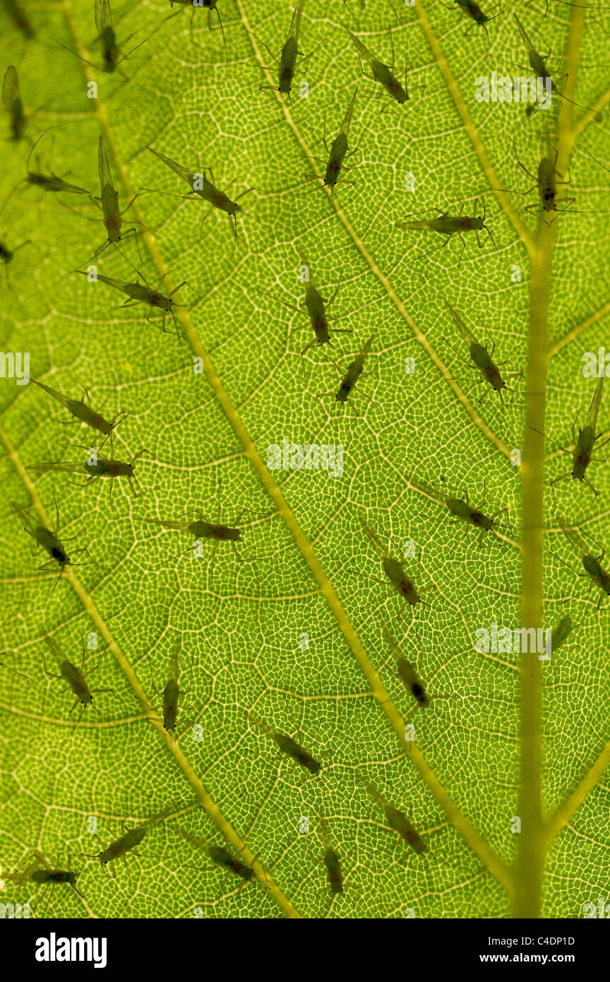 Black aphids sucking sap from plants, pest Hemiptera backlit outline ...