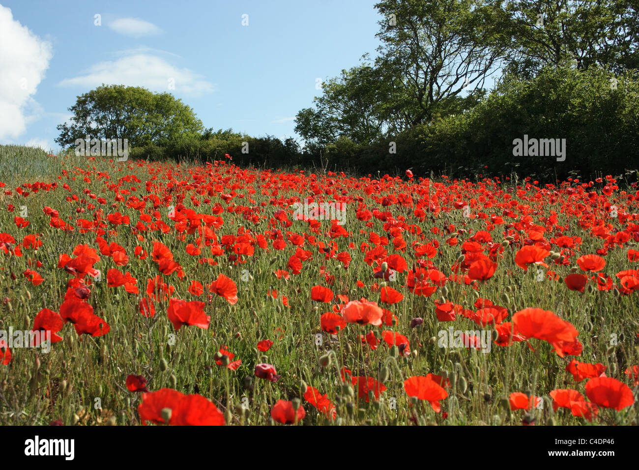 Poppy Field in Devon near Labrador Bay Stock Photo - Alamy
