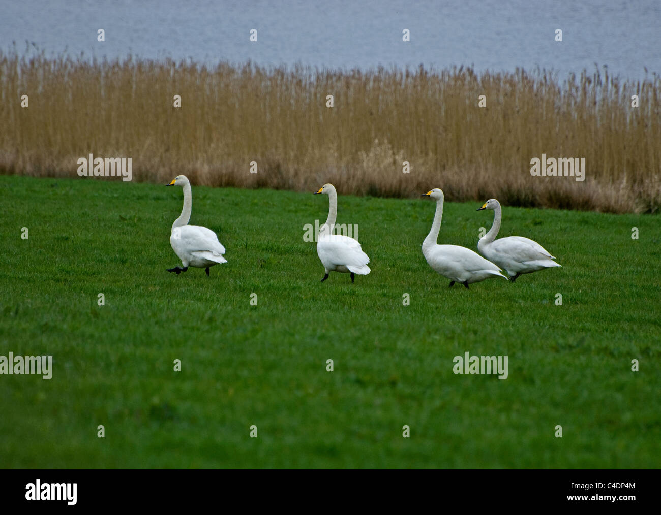 Whooper Swans, Upper Lough Erne, County Fermanagh, Northern Ireland ...