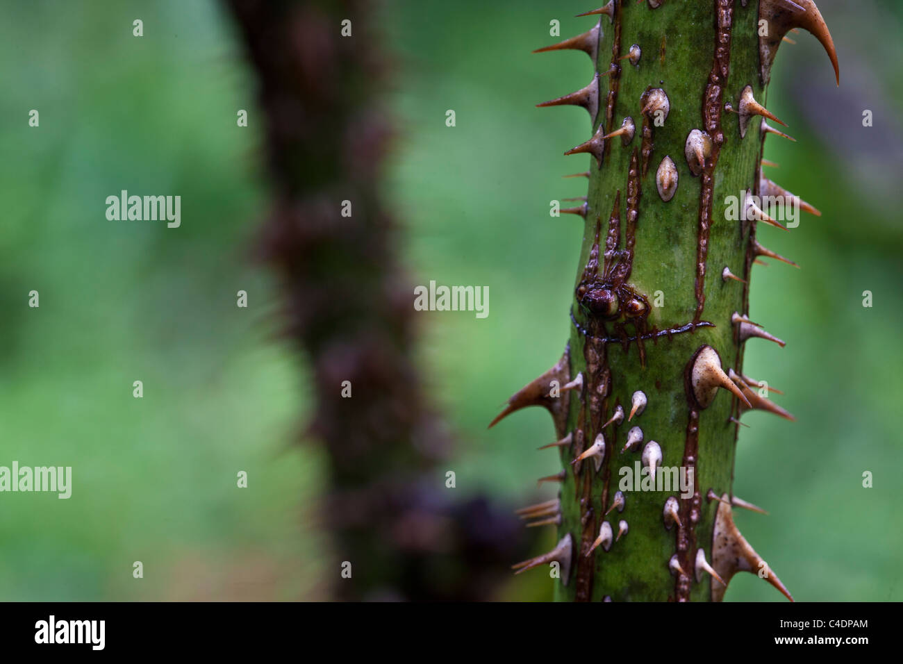 Close up of rose bush thorns with shallow depth of field Stock Photo ...