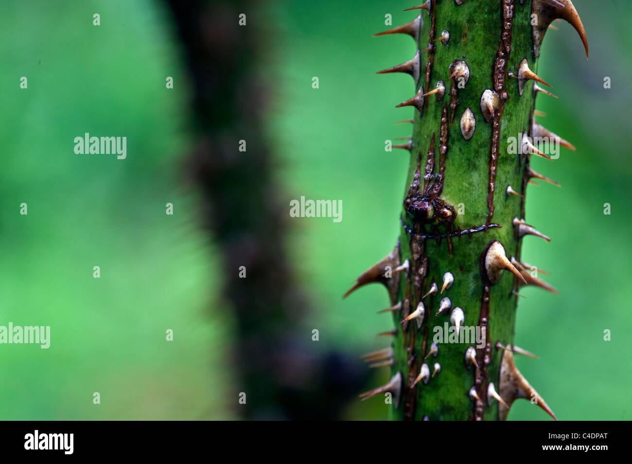 Rose bush thorns hi-res stock photography and images - Alamy