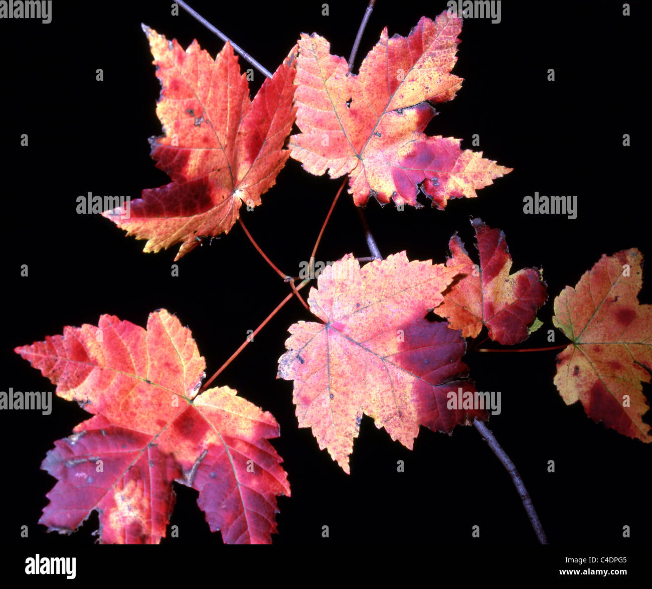 Autumn leaves in studio setting with backgrounds Stock Photo - Alamy