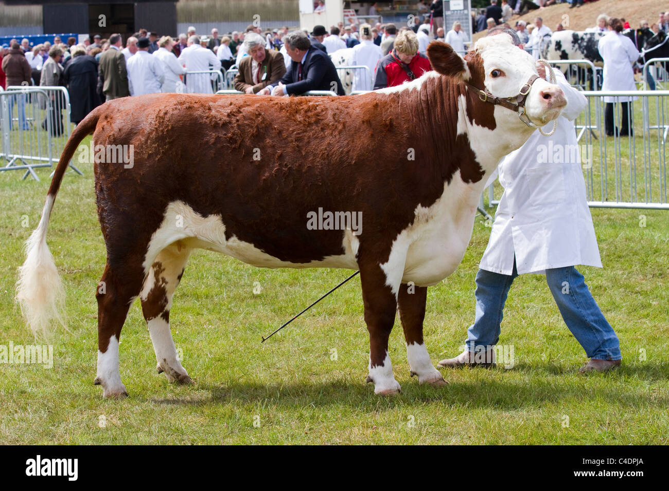 Man judging cattle hi-res stock photography and images - Alamy