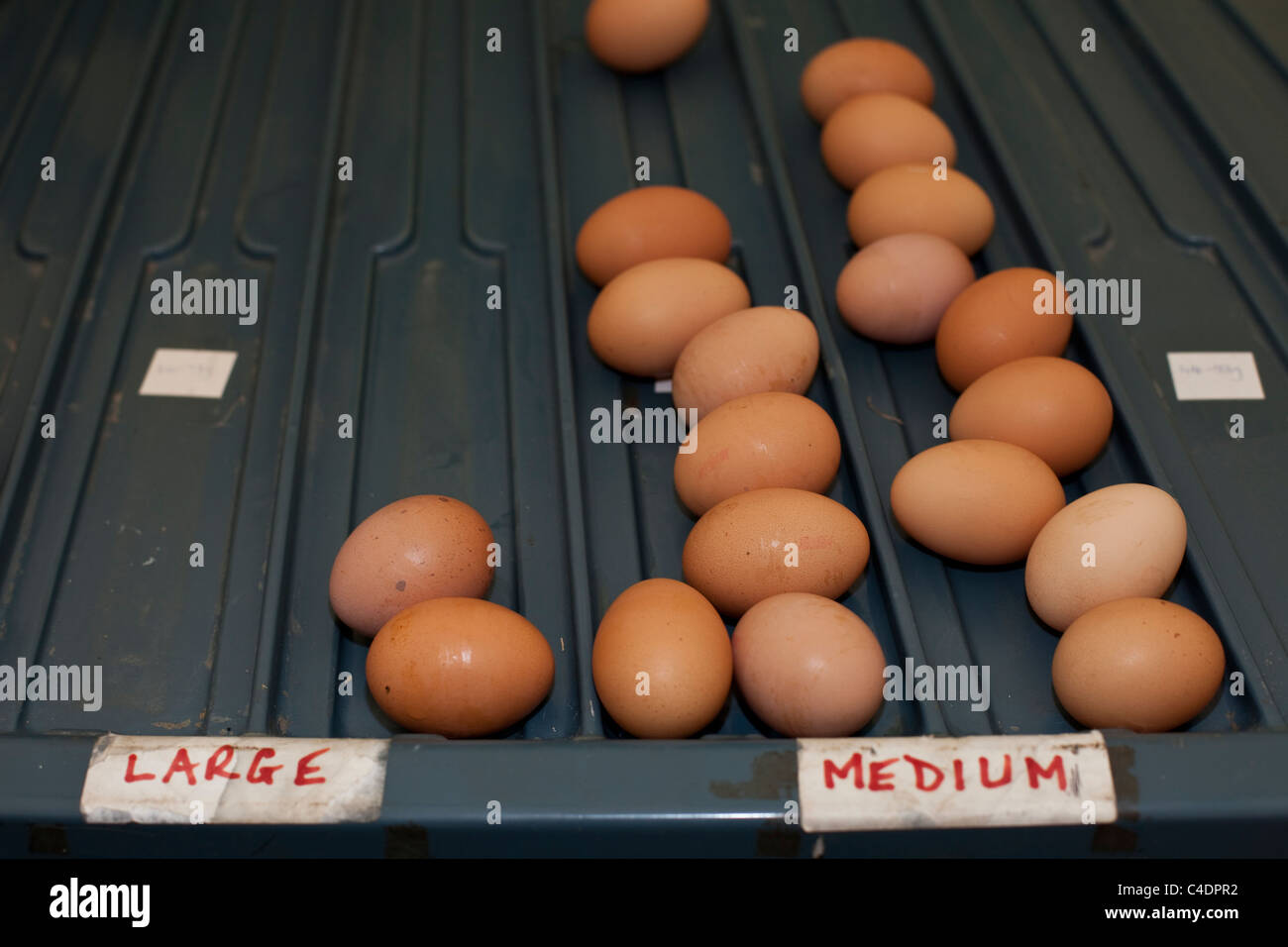 Grading eggs either medium or large at The 2011 Royal Cornwall ...