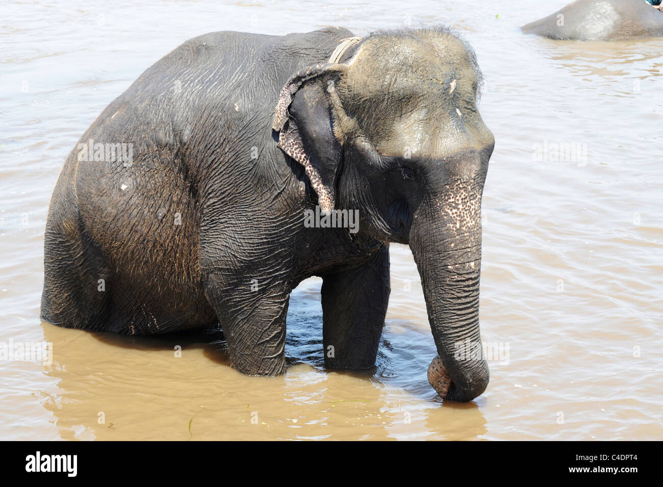 An elephant bathing in the river at Chitwan National Park,Nepal Stock ...