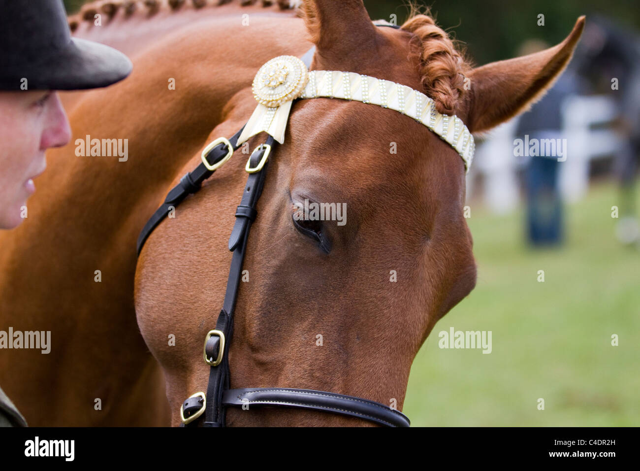 Cornwall county show horse hi-res stock photography and images - Alamy