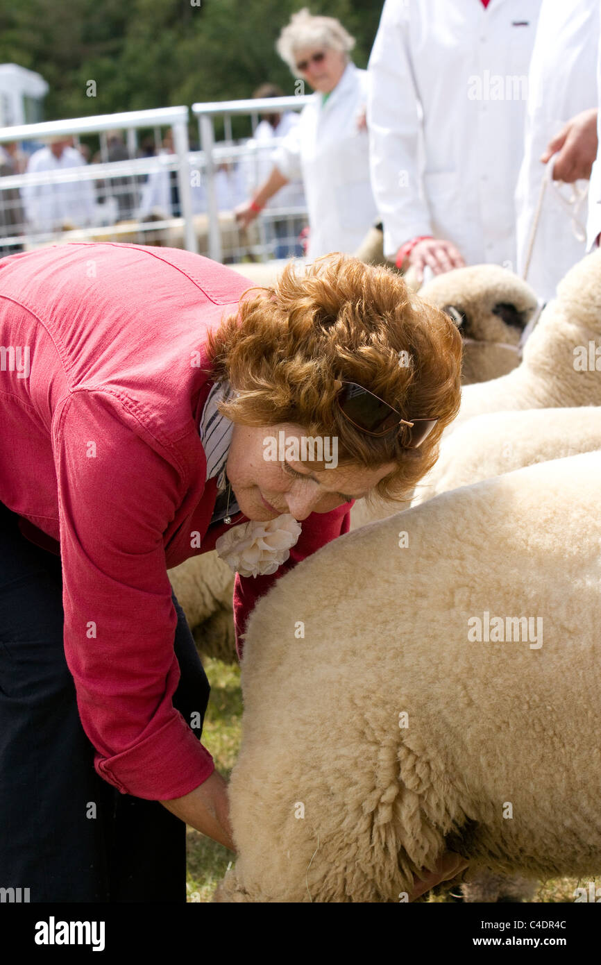 Experienced Judge, examining rear end of rural sheep during judging at ...