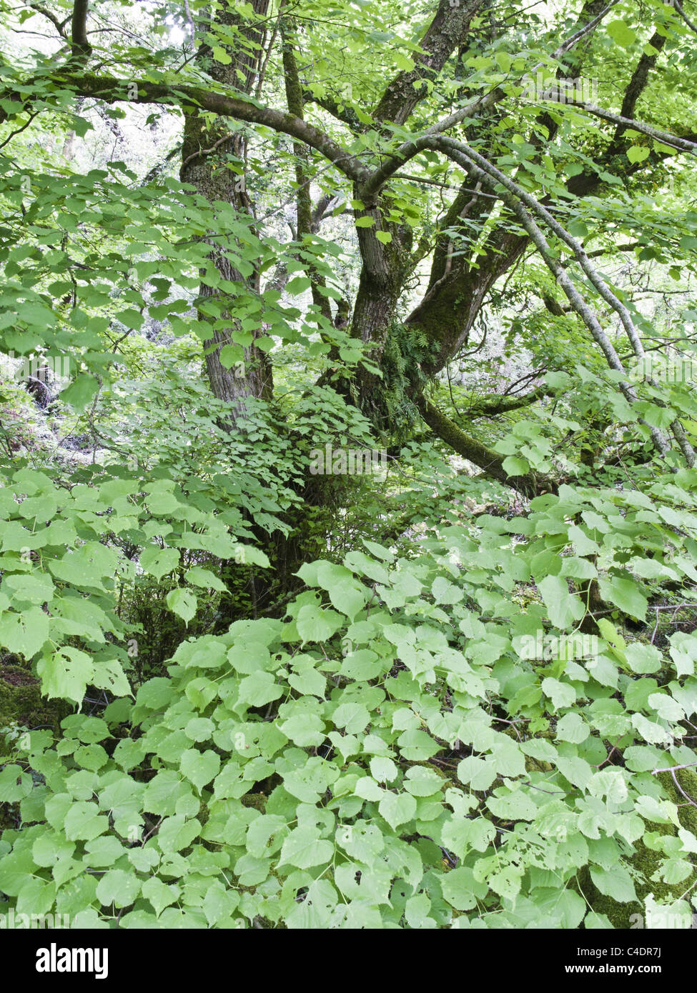 Linden tree (Tilia Stock Photo - Alamy