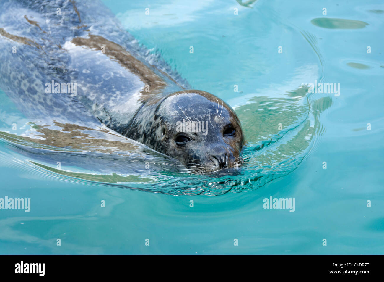Sea life centre hi-res stock photography and images - Alamy