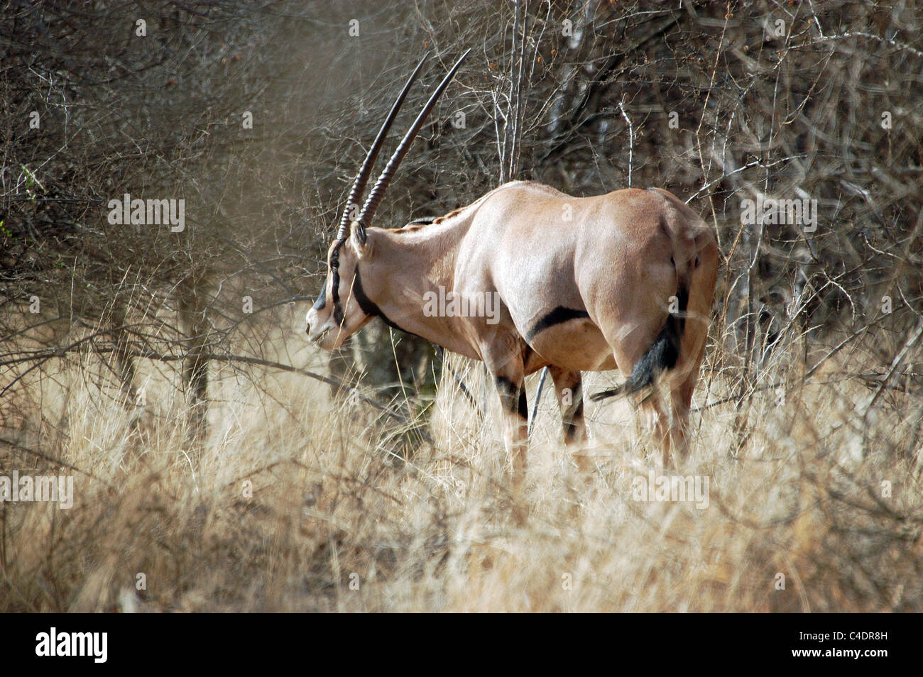 Fringe eared oryx hi-res stock photography and images - Alamy