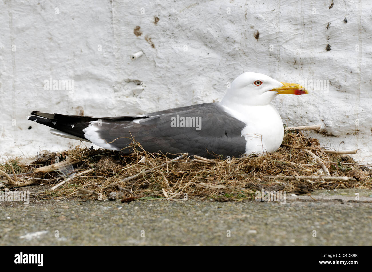 A Lesser Black backed gull sat on its nest Stock Photo - Alamy