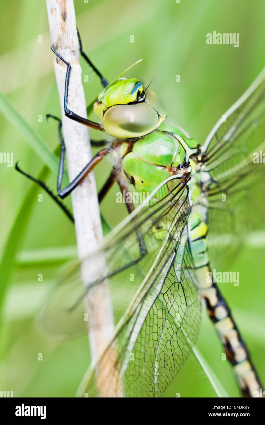 Emperor Dragonfly clinging on reed stem Stock Photo - Alamy