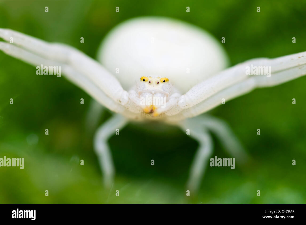 Crab Spiders High Resolution Stock Photography and Images - Alamy