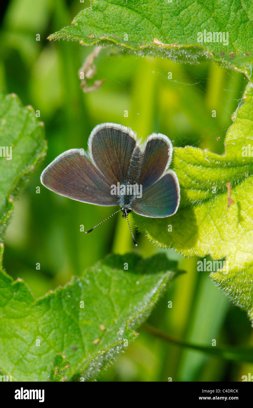 Small blue butterfly uk hi-res stock photography and images - Alamy
