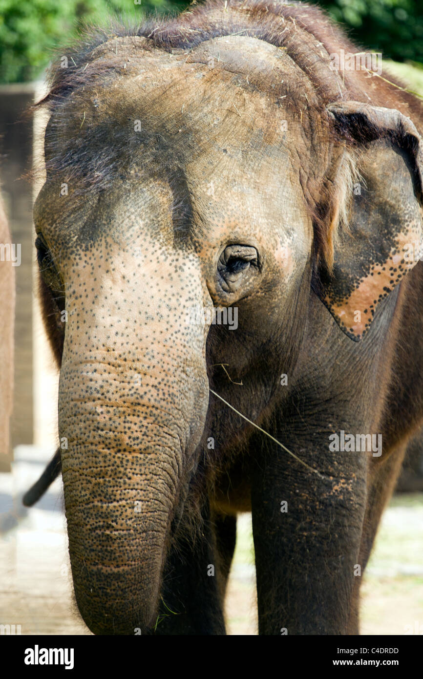 African elephant ears hi-res stock photography and images - Alamy