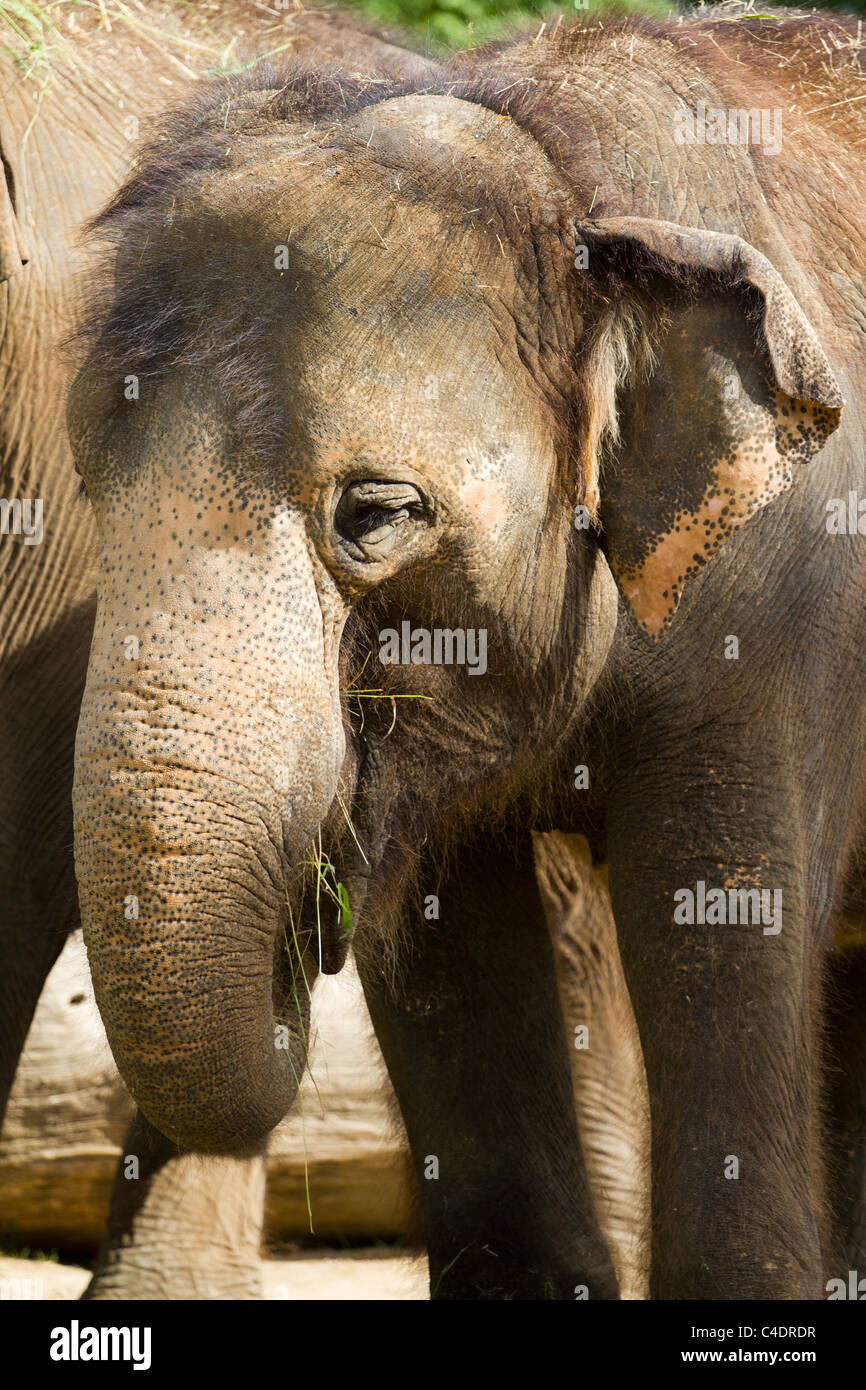 African elephant ears hi-res stock photography and images - Alamy