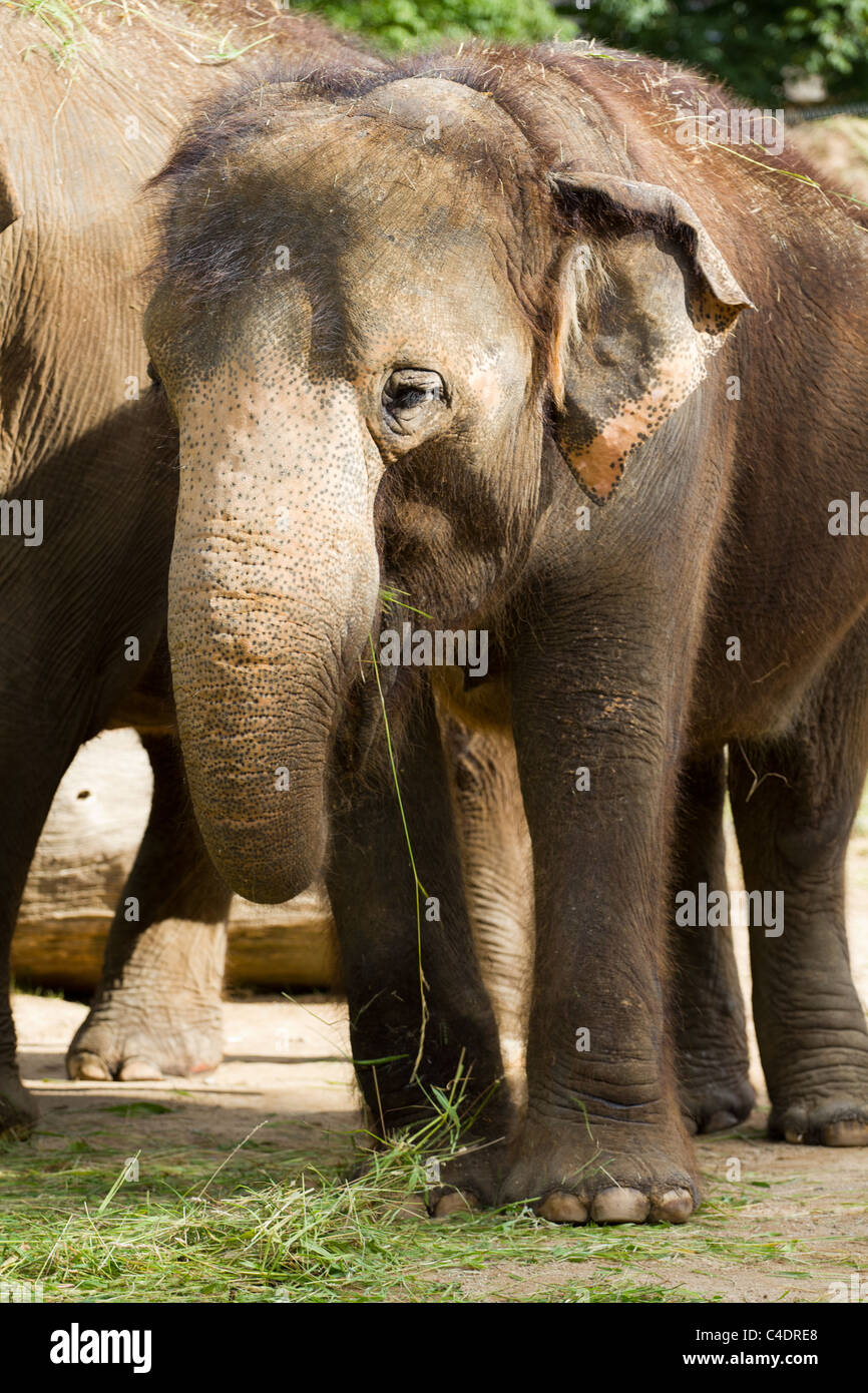 African elephant ears hi-res stock photography and images - Alamy