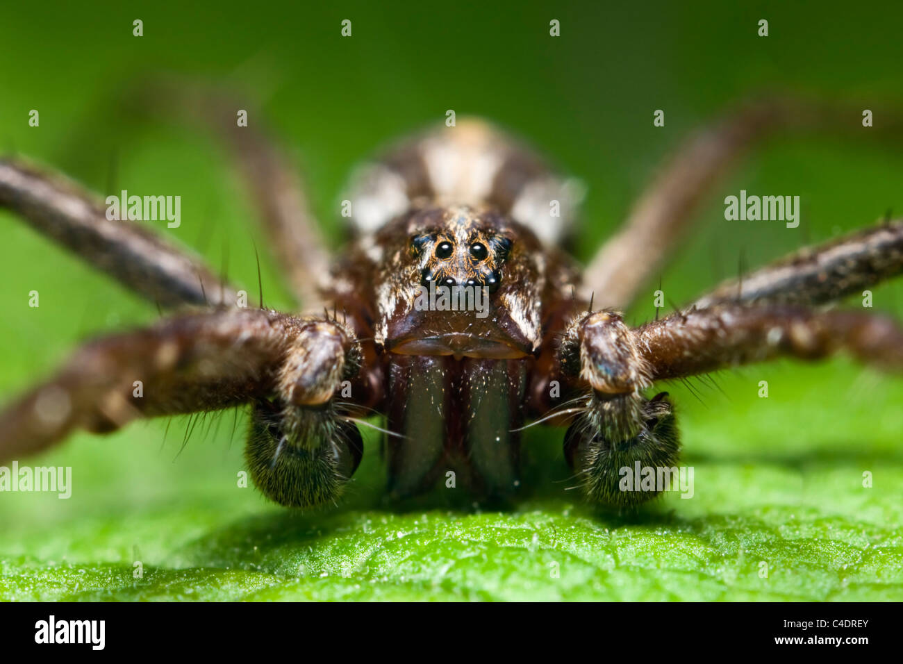Waiting for ambush hi-res stock photography and images - Alamy