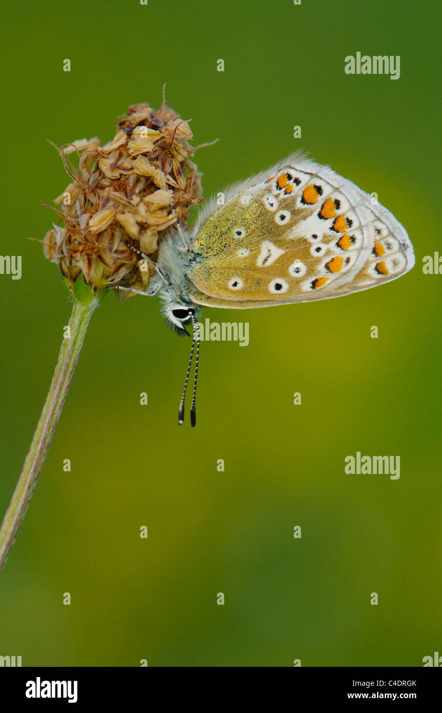 Common Blue butterfly roosting on flower Stock Photo - Alamy
