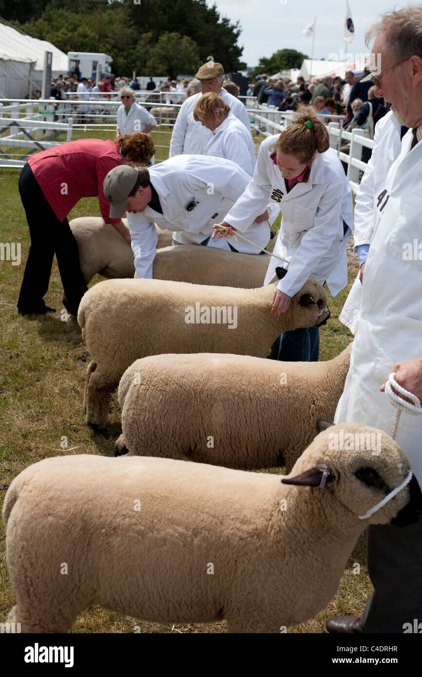 Sheep Livestock Judging at Corazon Stafford blog