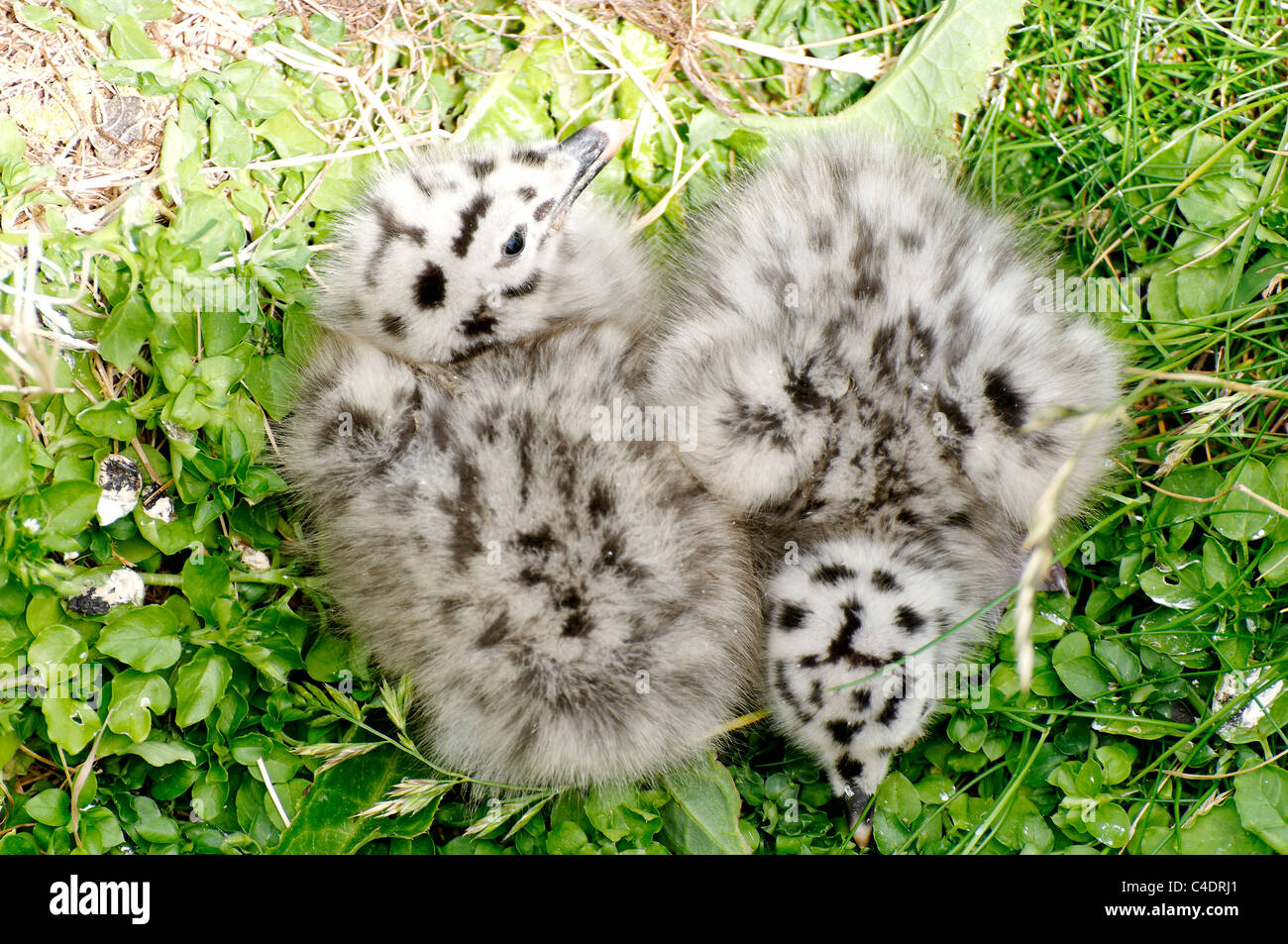 Lesser Black Backed gull chicks Stock Photo - Alamy
