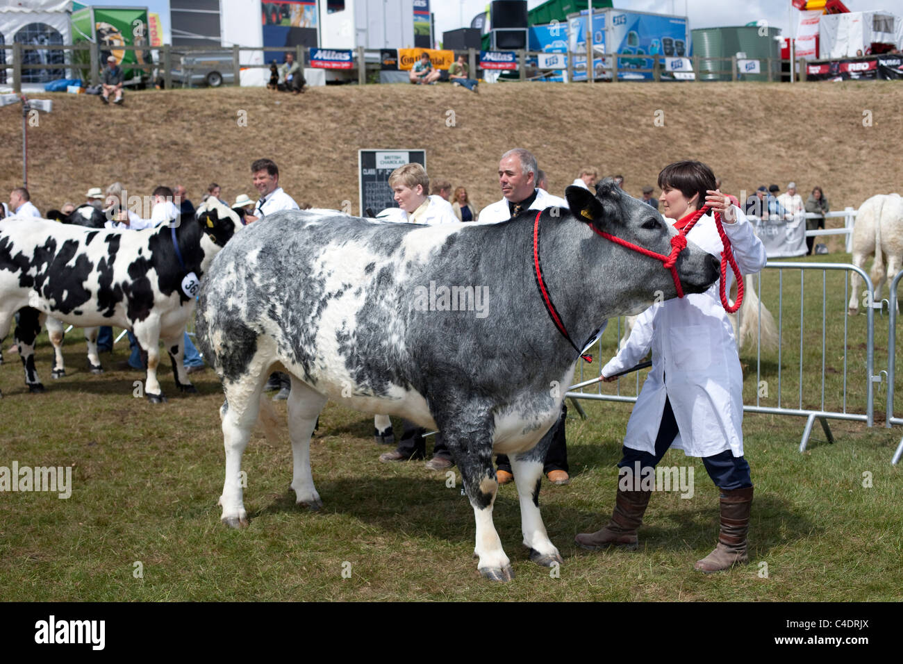 Belgian Blue Cows High Resolution Stock Photography and Images - Alamy