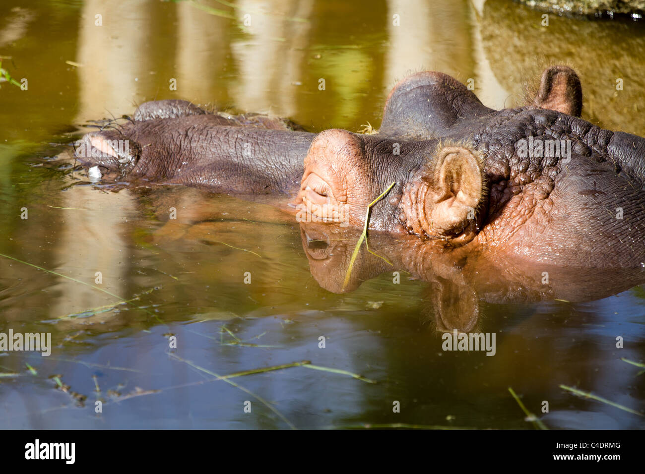 Hippo ears hi-res stock photography and images - Alamy