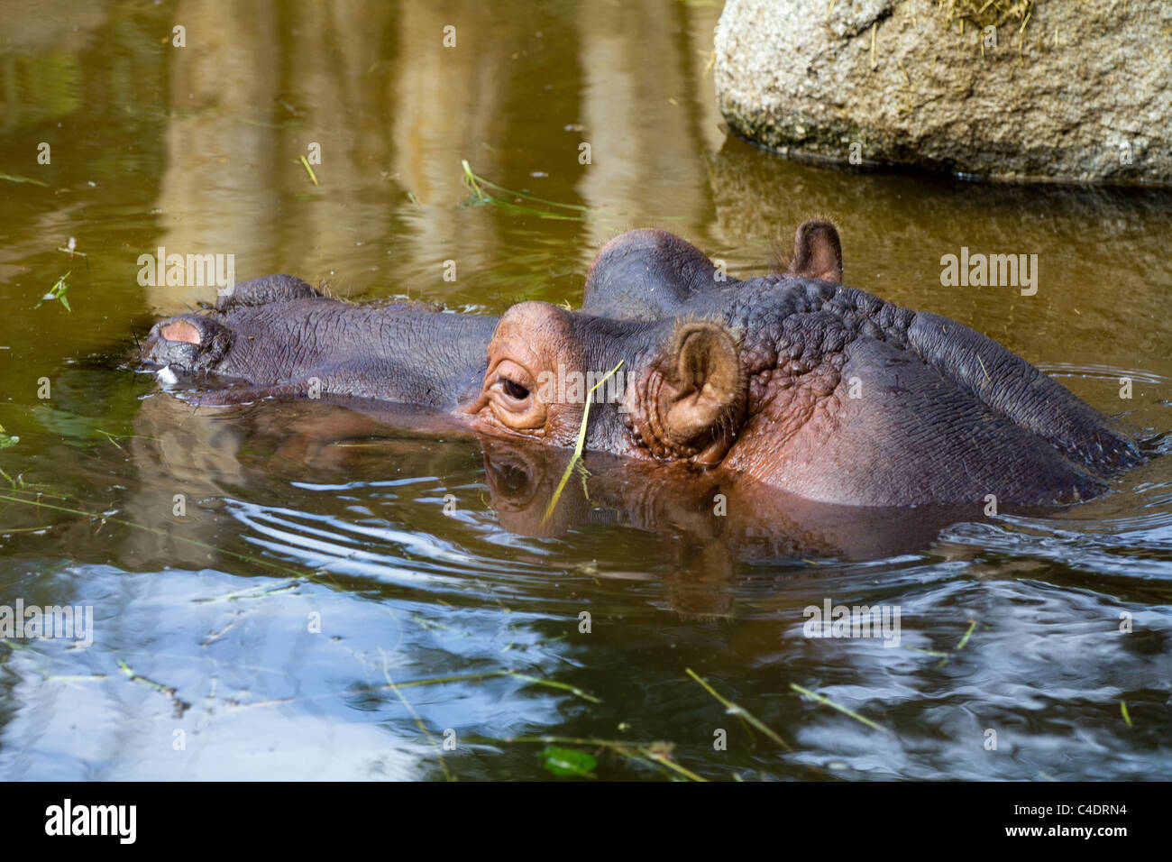 Hippo ears hi-res stock photography and images - Alamy