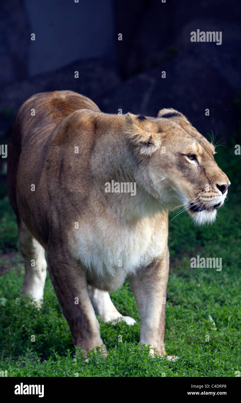 Lioness animal hi-res stock photography and images - Alamy