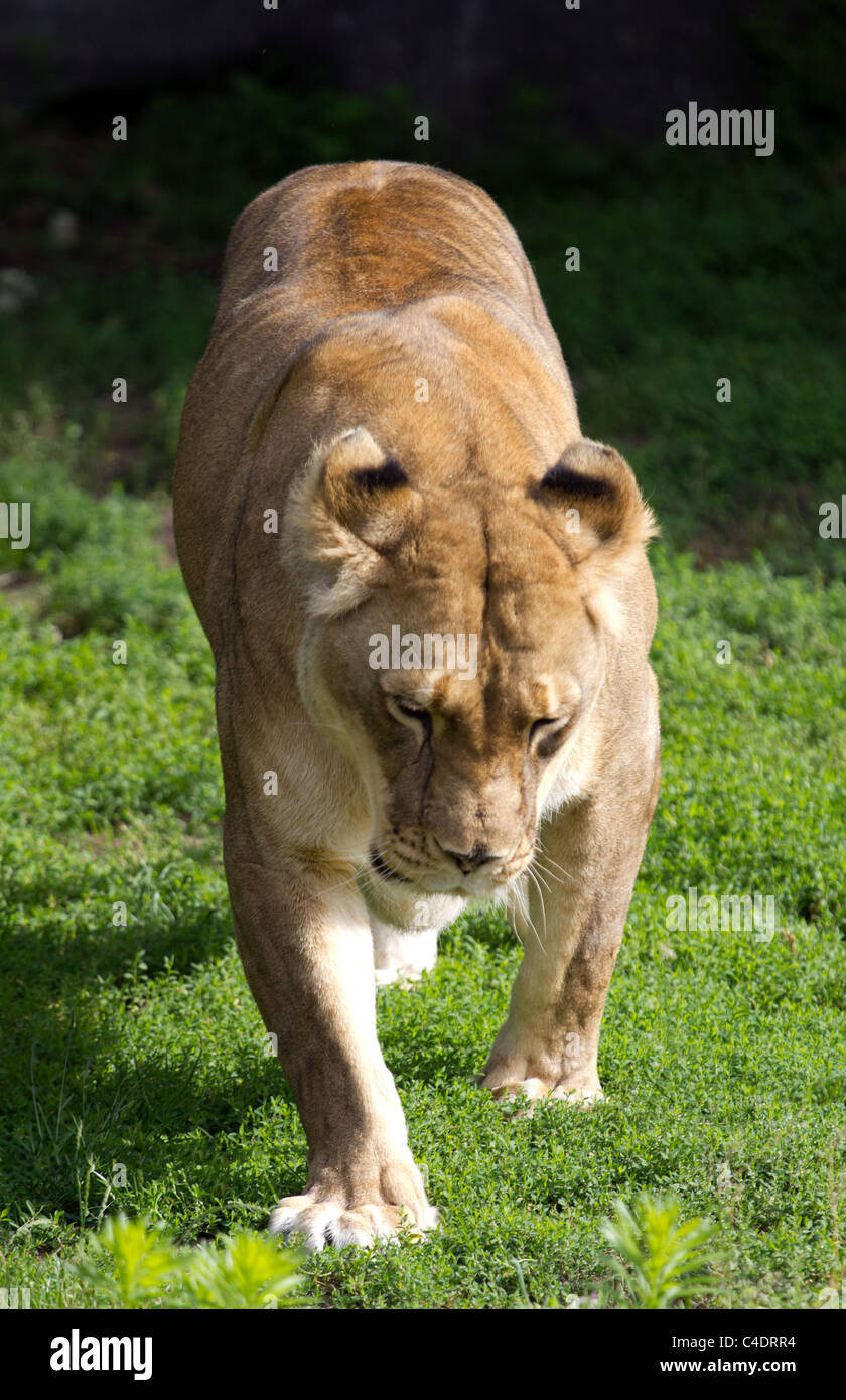 Lioness animal hi-res stock photography and images - Alamy