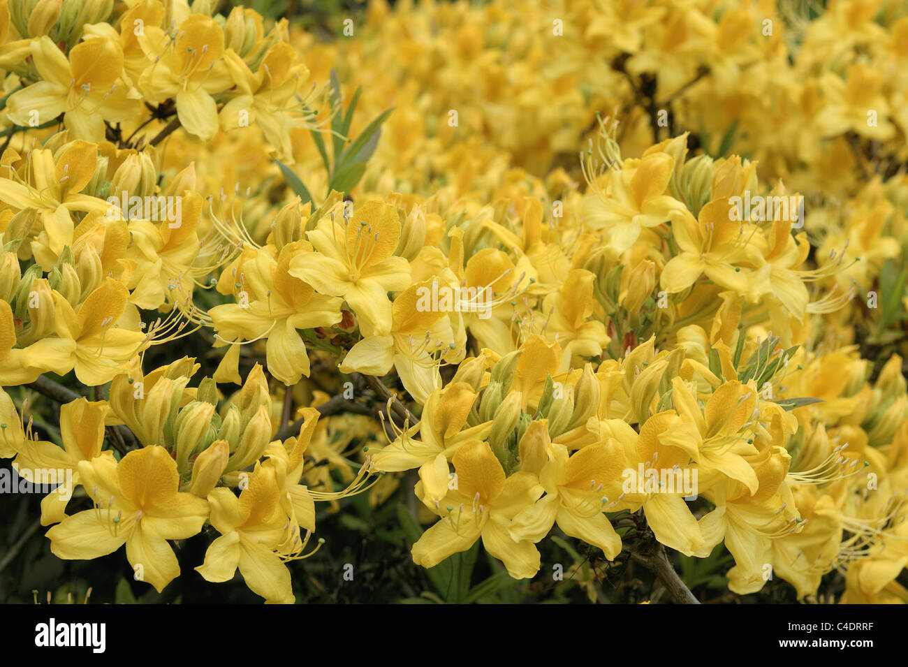 Yellow azalea blossom Rhododendron luteum Stock Photo - Alamy
