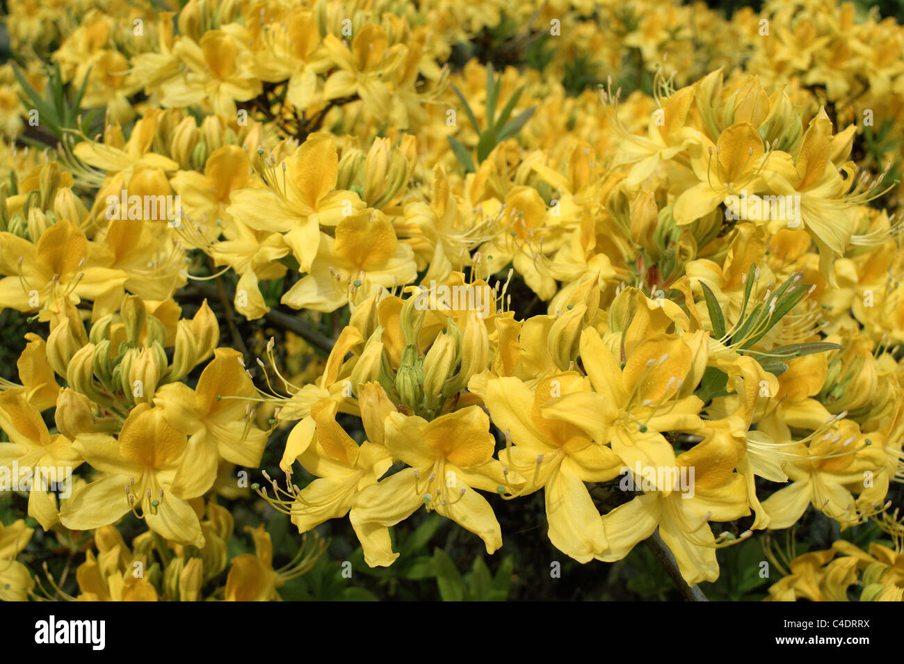 Yellow azalea blossom Rhododendron luteum Stock Photo - Alamy