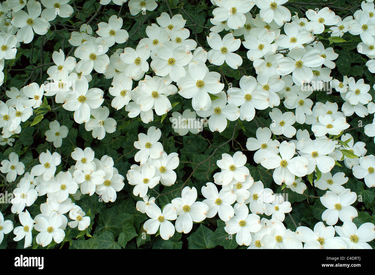 Cornus florida hi-res stock photography and images - Alamy