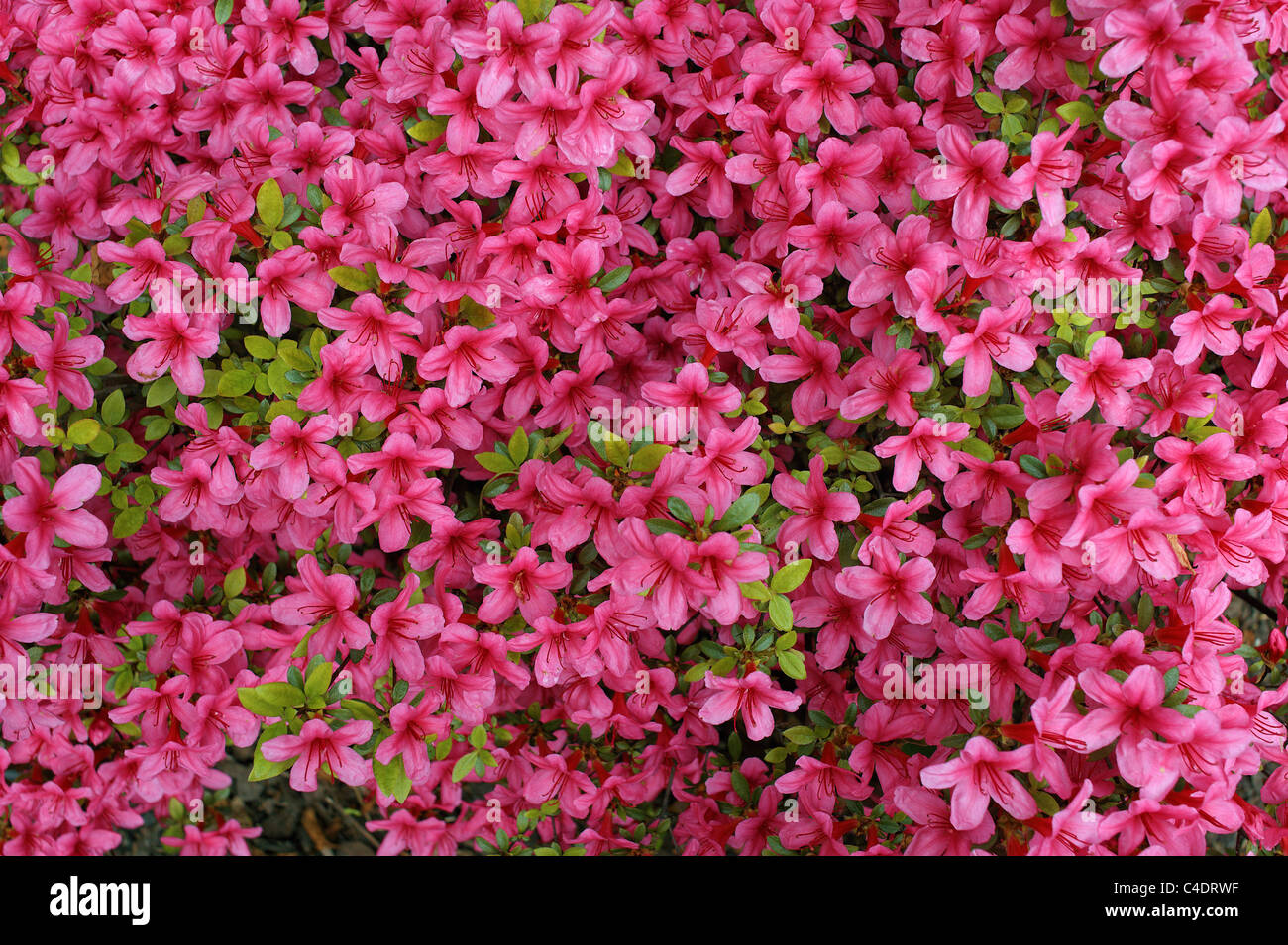 Pink azalea rhododendron blossom Stock Photo - Alamy
