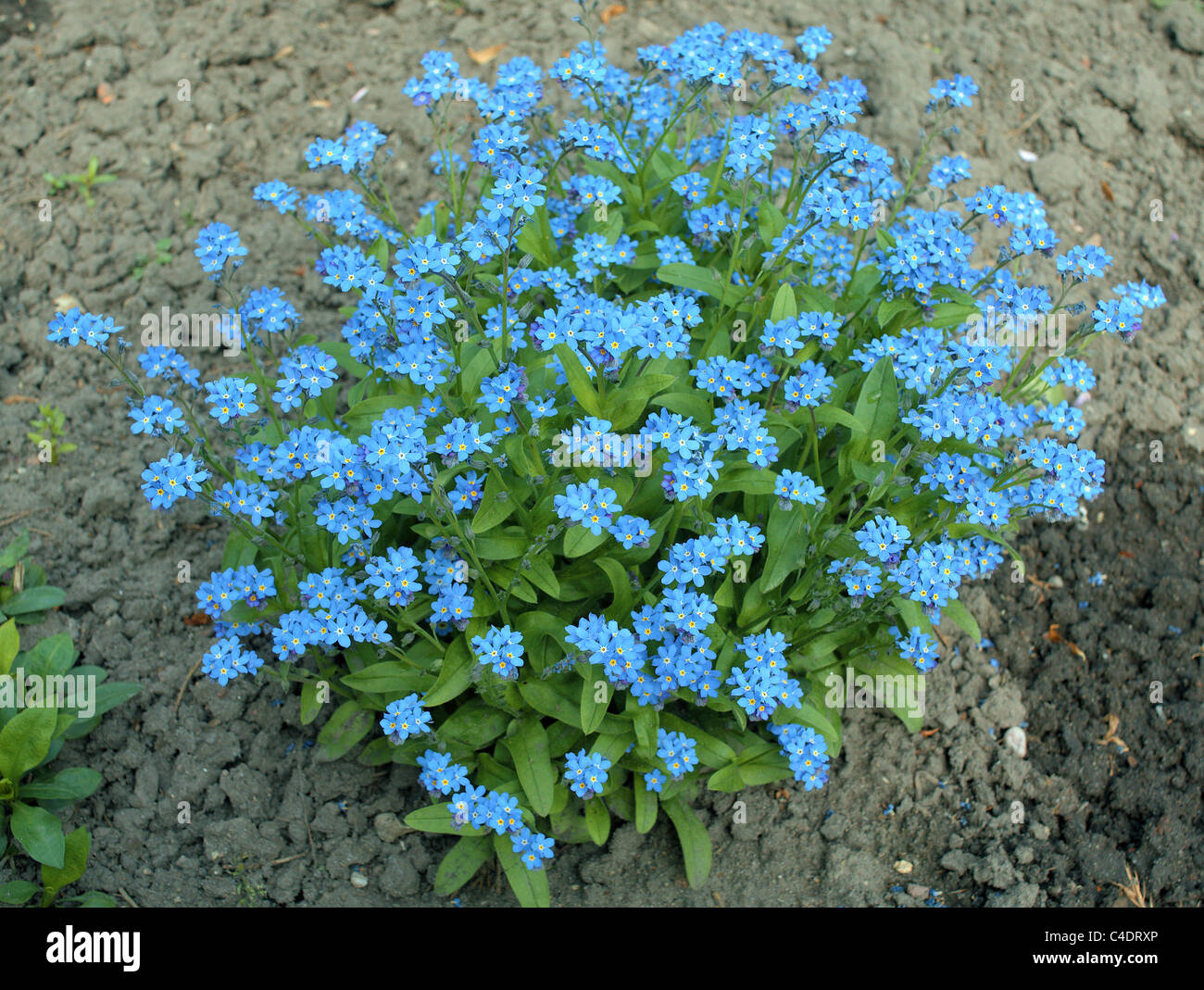 Forget-me-not blue spring flowers Myosotis sylvatica Stock Photo - Alamy