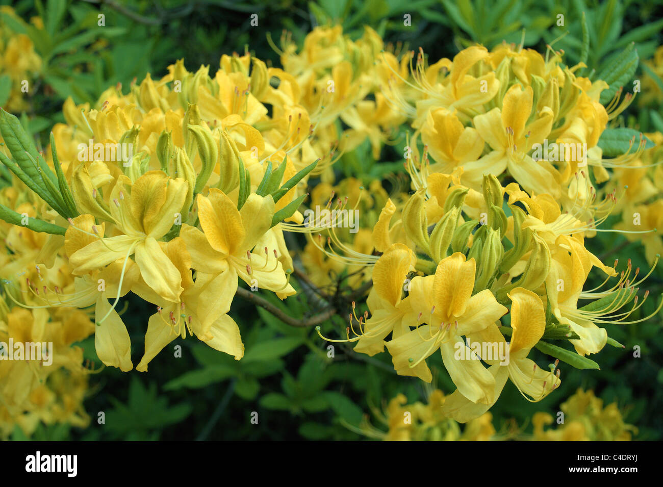 Yellow azalea blossom Rhododendron luteum Stock Photo - Alamy