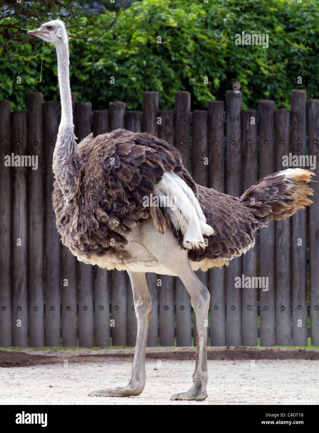 Ostridge hi-res stock photography and images - Alamy