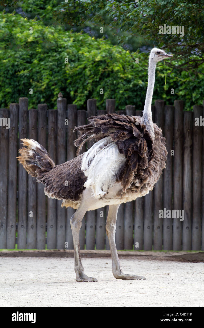 Ostridge hi-res stock photography and images - Alamy