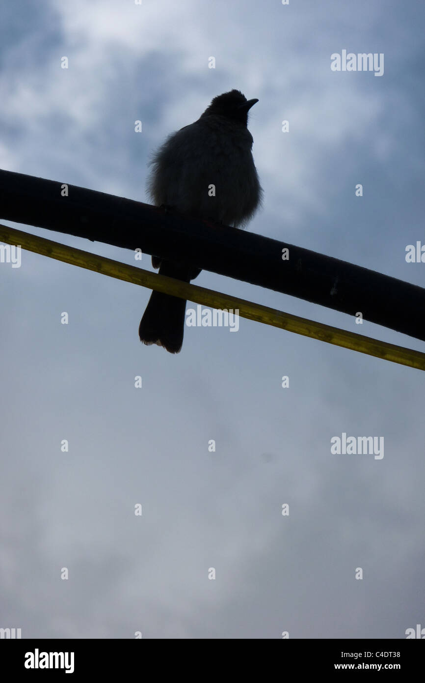 Punk bird shadow with a blue sky, Marrakesh, Morocco, Africa Stock ...