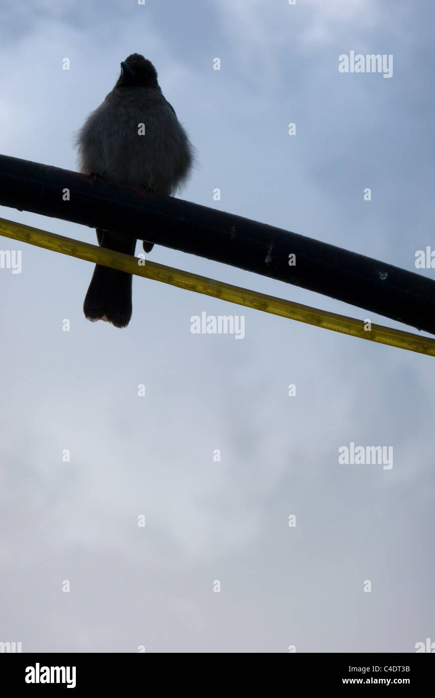 Punk bird shadow with a blue sky, Marrakesh, Morocco, Africa Stock ...