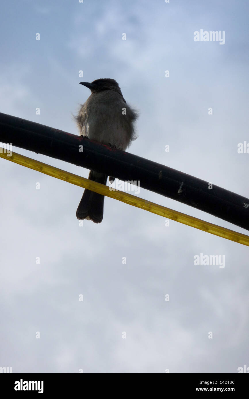 Punk bird shadow with a blue sky, Marrakesh, Morocco, Africa Stock ...